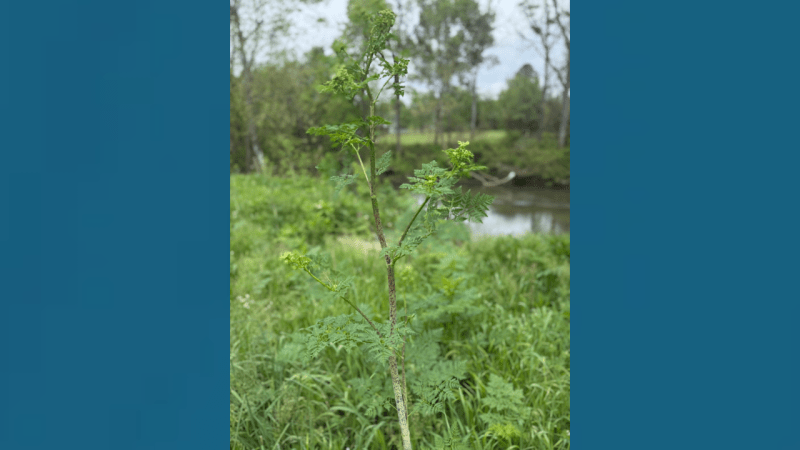 This ‘highly toxic’ plant is spreading around US: Here’s how to get rid ...