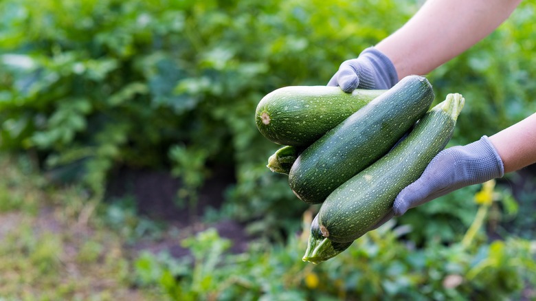 Is It Better To Plant Zucchini In The Ground Or In Pots? Here's The ...