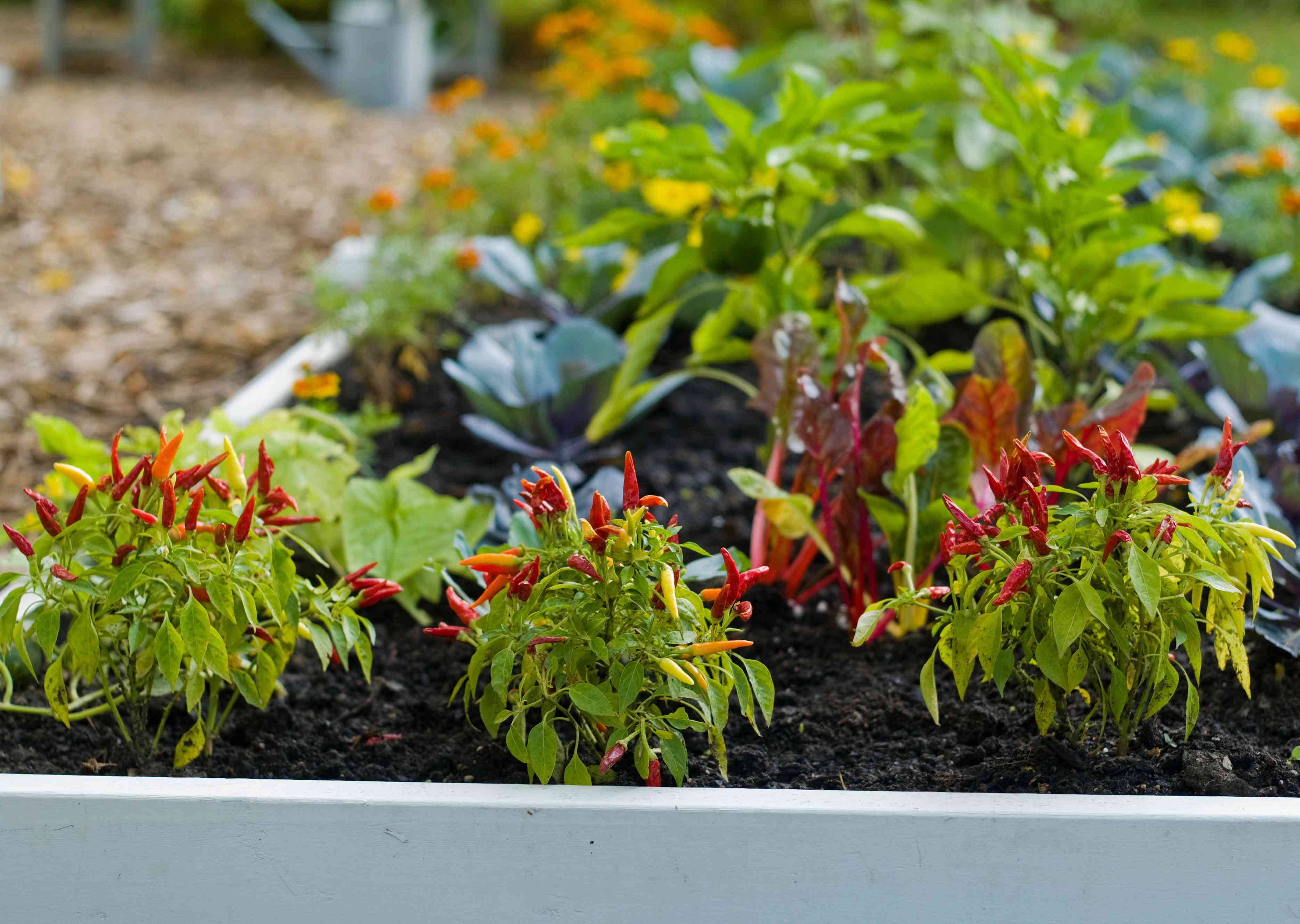 9 Essential Tips for Perfectly Spacing Your Peppers to Get a Bountiful ...
