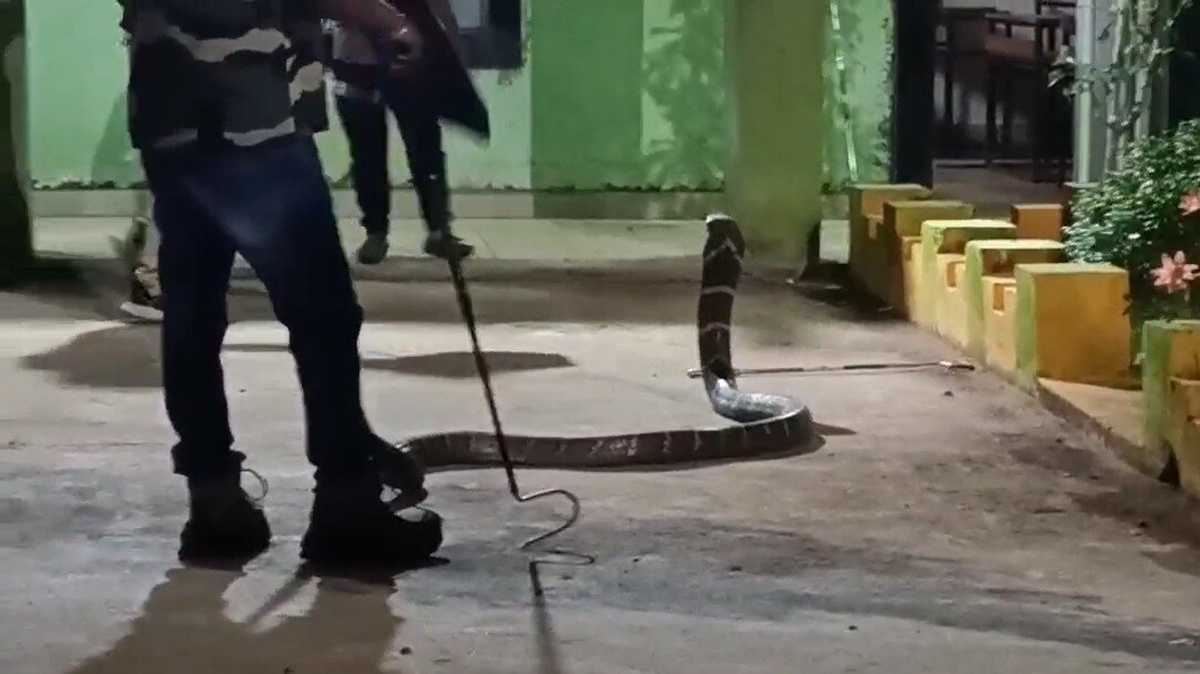 Ssshowdown at school: Watch 2 men bag a hissing, slithering 20-ft Cobra