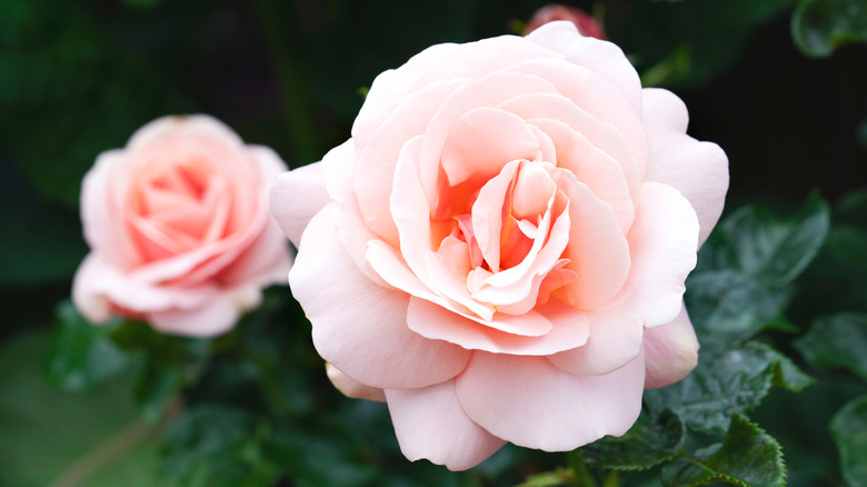 15 Different Rose Bush Types You Should Know About