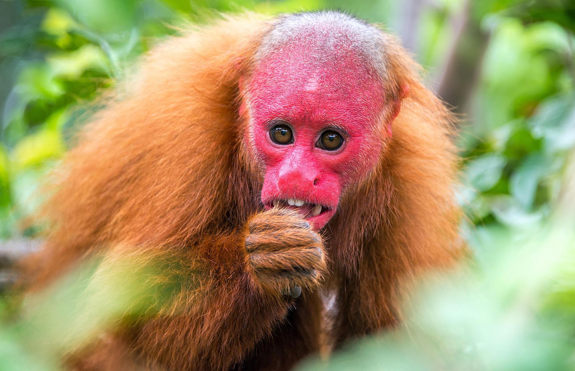 35 animaux moches comme tout, mais attachants comme pas deux