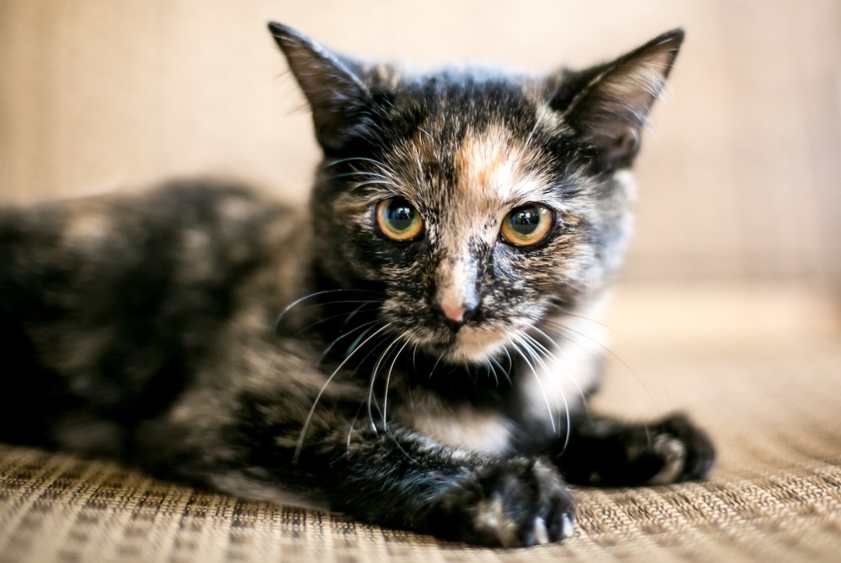 Grumpy Tortoiseshell Cat 'Complaining' to Mom Is Such a Total Vibe