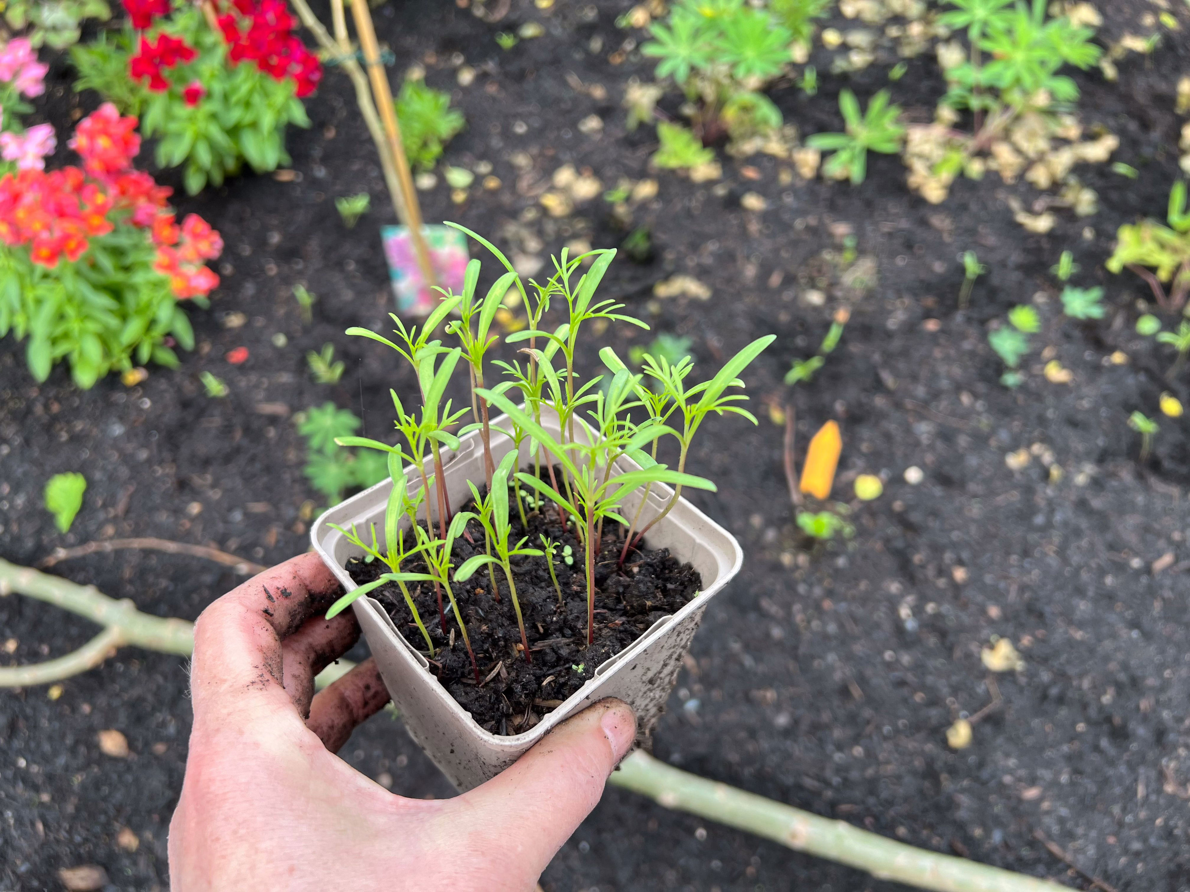 15 Flowers That Grow Easily From Seed—It’s Not Too Late to Plant!