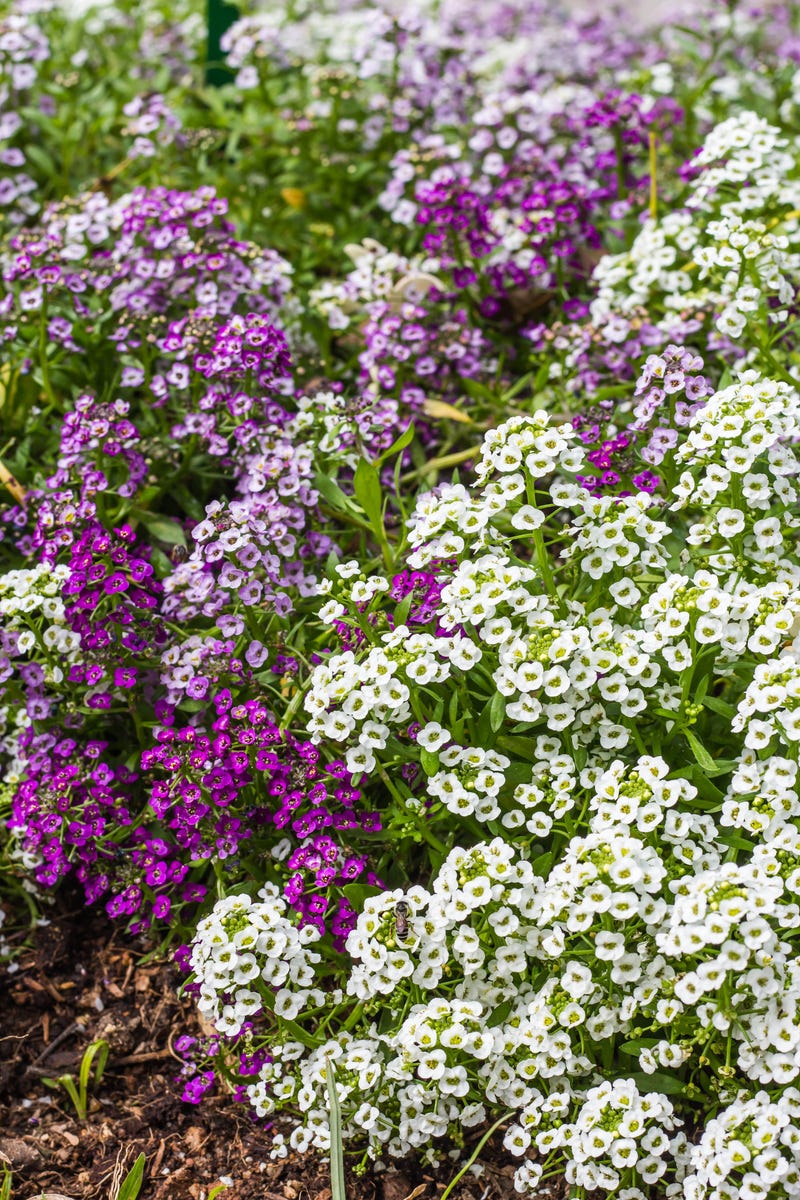 Plant These 15 Self-Seeding Flowers Once, Enjoy Their Beauty for Years