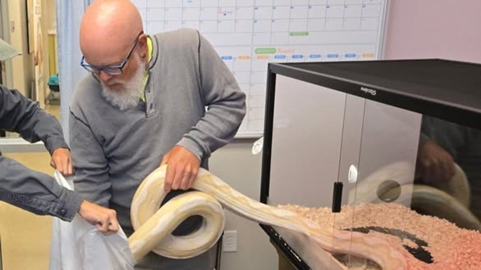 Lost python turned local celebrity finds new home
