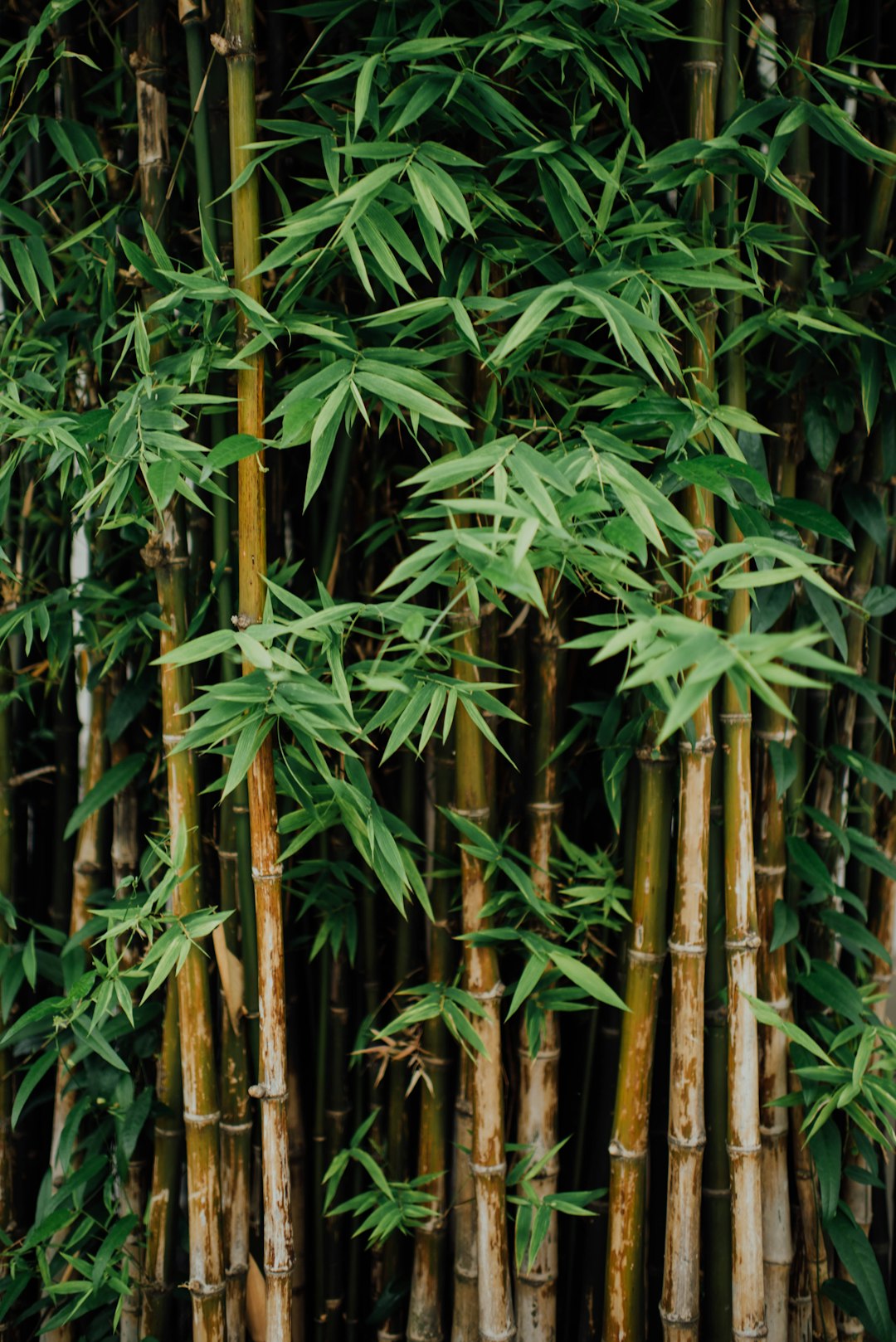 Top 10 Facts About How Bamboo Beats Traditional Wood