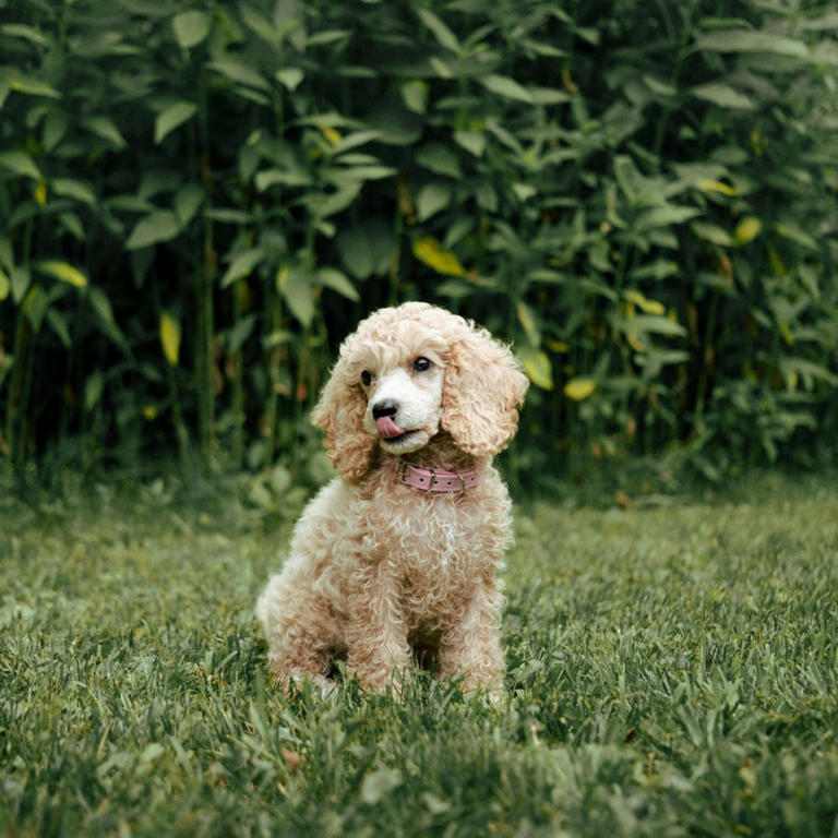 These are the 10 most loved dog breeds in America right now, according ...