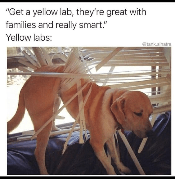 Canine Comedy Served on a Silly Platter of 24 Feel-Good Fluffy Dog Memes