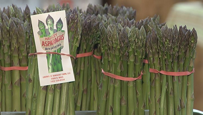 “Hadley grass” asparagus arrives at western Mass. farm stands