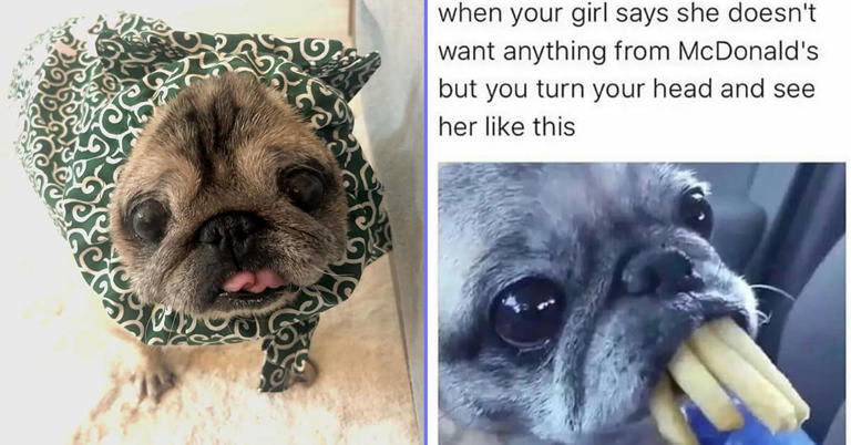 33 Wholesome Photos Of Senior Pugs Who Deserve An Appreciation Post