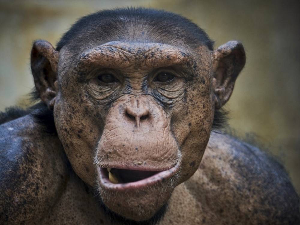 Do chimpanzees have their own music? Study reveals rhythmic drumming