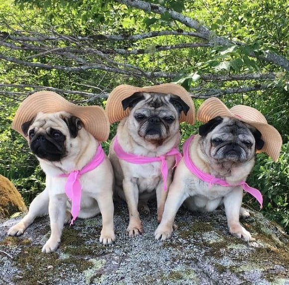 33 Wholesome Photos Of Senior Pugs Who Deserve An Appreciation Post
