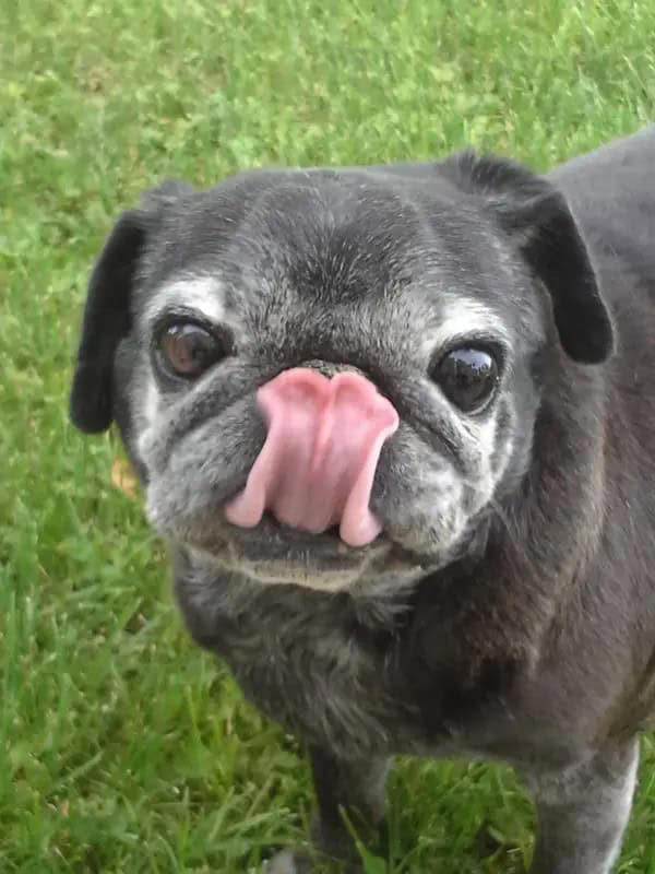 33 Wholesome Photos Of Senior Pugs Who Deserve An Appreciation Post