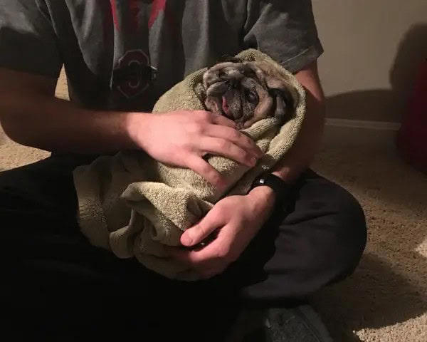 33 Wholesome Photos Of Senior Pugs Who Deserve An Appreciation Post