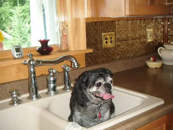 33 Wholesome Photos Of Senior Pugs Who Deserve An Appreciation Post