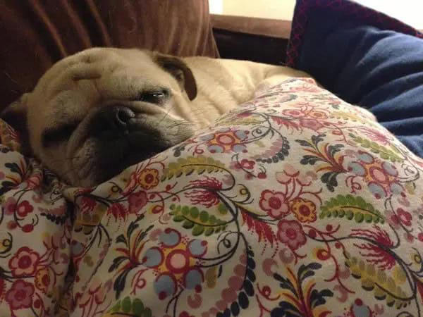 33 Wholesome Photos Of Senior Pugs Who Deserve An Appreciation Post