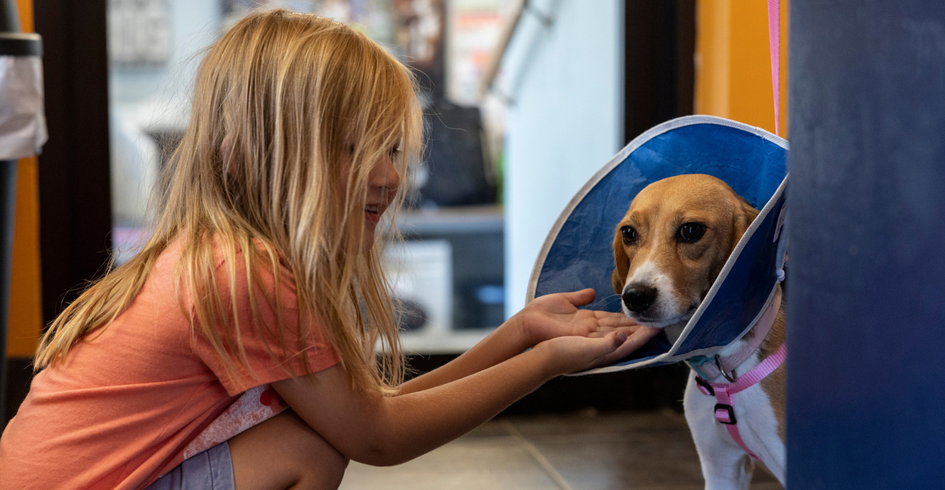 Everything you need to know about fostering a dog