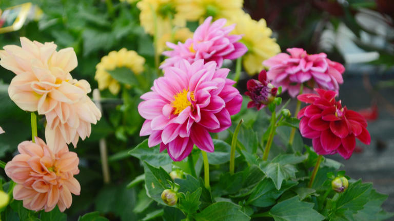 The Worst Places To Grow Dahlias & Why You Should Avoid It At All Costs