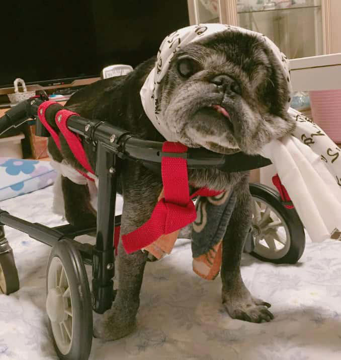 33 Wholesome Photos Of Senior Pugs Who Deserve An Appreciation Post