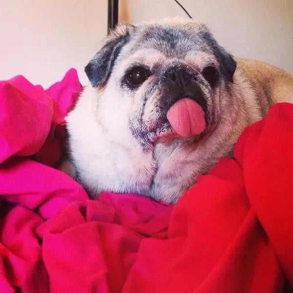 33 Wholesome Photos Of Senior Pugs Who Deserve An Appreciation Post