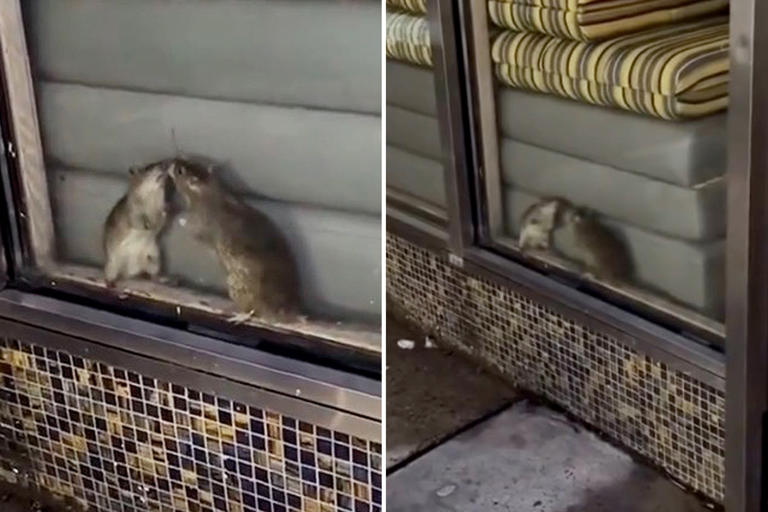 Rodent romance: Two NYC rats caught ‘kissing’ in restaurant window