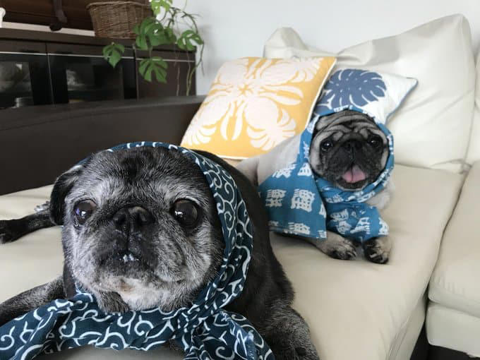 33 Wholesome Photos Of Senior Pugs Who Deserve An Appreciation Post