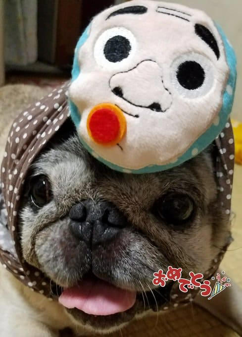 33 Wholesome Photos Of Senior Pugs Who Deserve An Appreciation Post