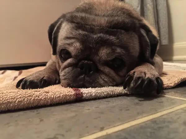 33 Wholesome Photos Of Senior Pugs Who Deserve An Appreciation Post