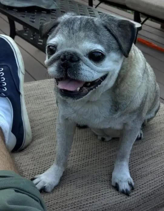 33 Wholesome Photos Of Senior Pugs Who Deserve An Appreciation Post
