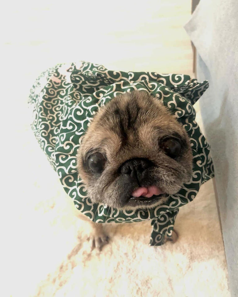 33 Wholesome Photos Of Senior Pugs Who Deserve An Appreciation Post
