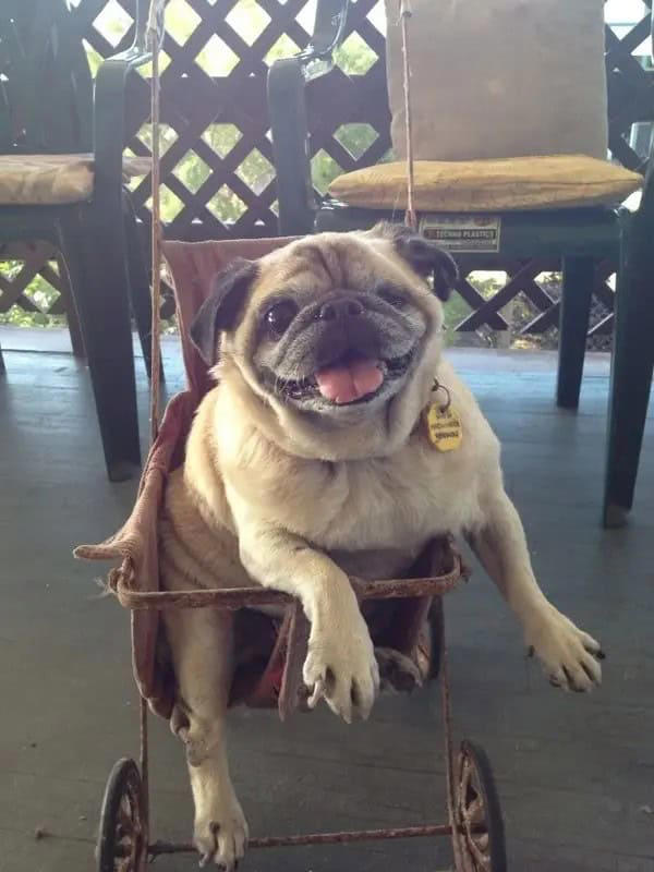 33 Wholesome Photos Of Senior Pugs Who Deserve An Appreciation Post