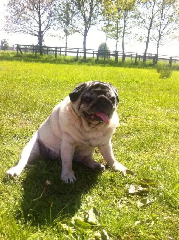 33 Wholesome Photos Of Senior Pugs Who Deserve An Appreciation Post