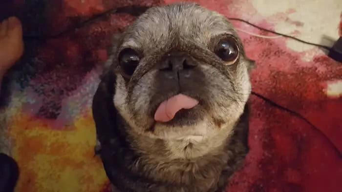 33 Wholesome Photos Of Senior Pugs Who Deserve An Appreciation Post