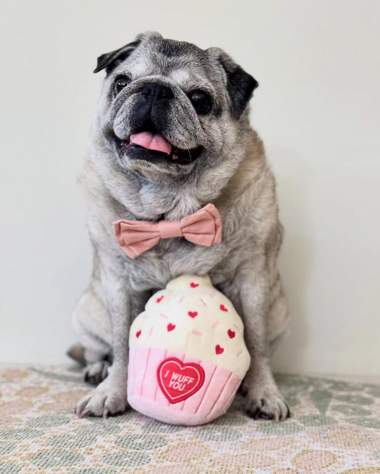 33 Wholesome Photos Of Senior Pugs Who Deserve An Appreciation Post