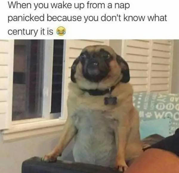 33 Wholesome Photos Of Senior Pugs Who Deserve An Appreciation Post