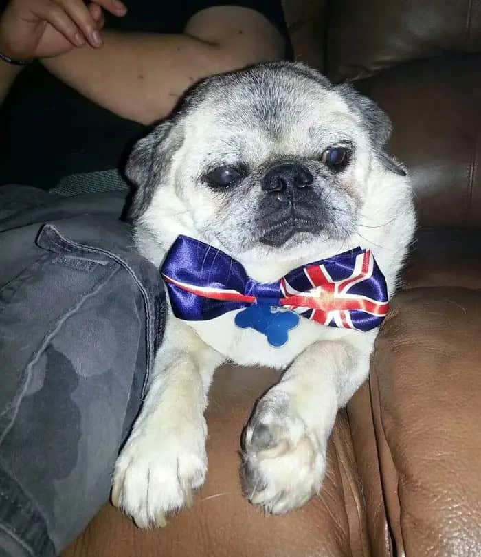 33 Wholesome Photos Of Senior Pugs Who Deserve An Appreciation Post