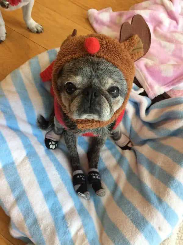 33 Wholesome Photos Of Senior Pugs Who Deserve An Appreciation Post