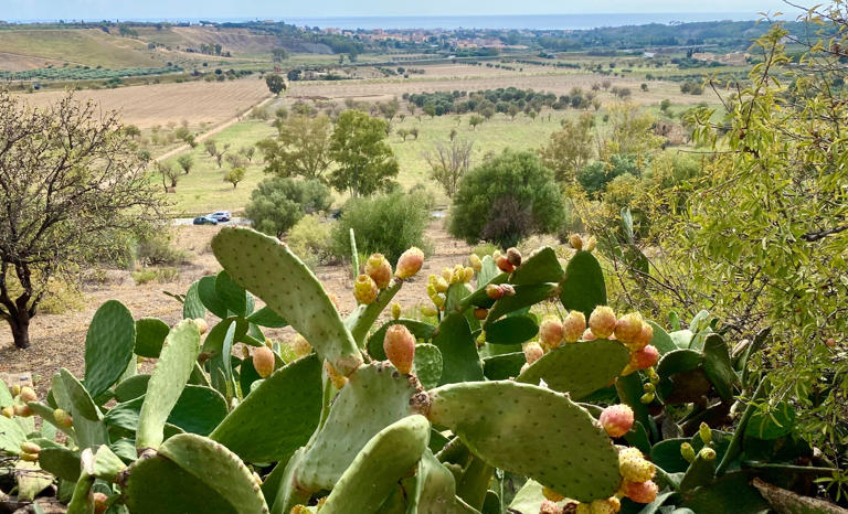 After dozens of trips to Italy, I finally visited Sicily. There are 5 ...