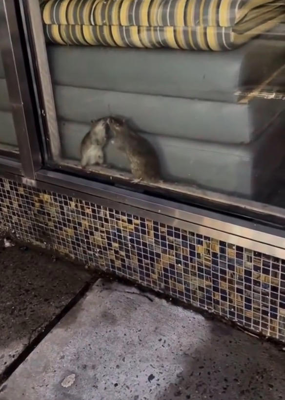 Rodent romance: Two NYC rats caught ‘kissing’ in restaurant window