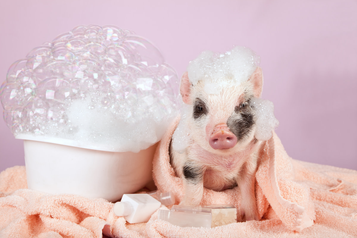 Pint-Sized Piglet Takes Her First Bath and Her Immediate 'Nope' Is ...