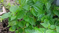 Tak Banyak yang Tahu! Ini 6 Manfaat Daun Pohpohan untuk Kesehatan ...