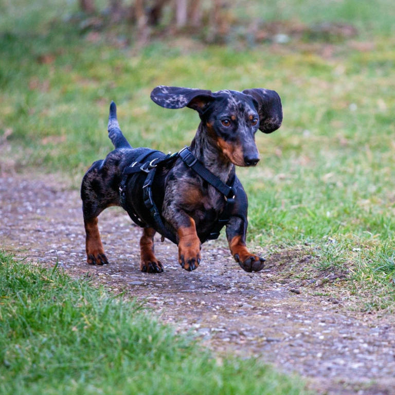 These are the 10 most loved dog breeds in America right now, according ...