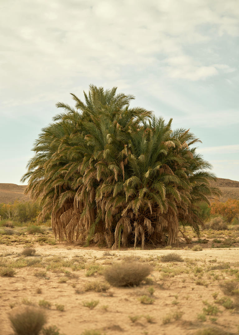 Diaspo #389 : La quête de Mounir Raji pour capturer le Maroc des étés ...