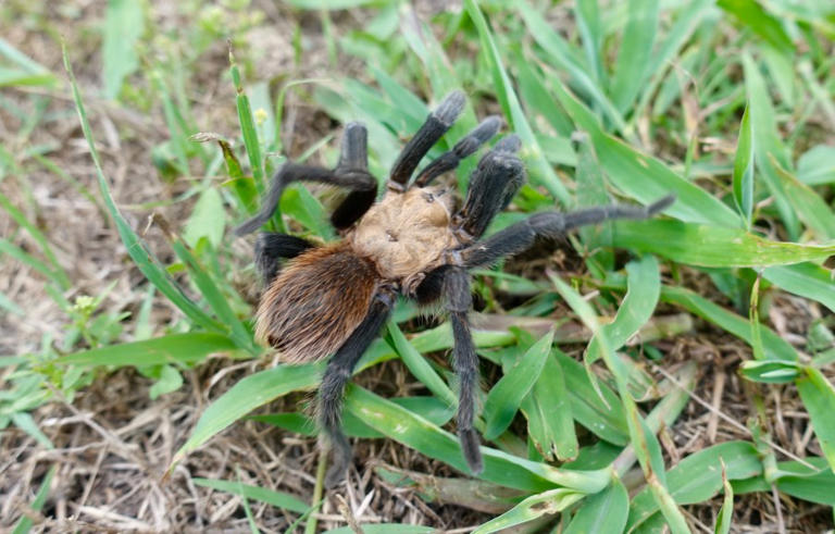 Spider season in Texas: Which ones are dangerous?
