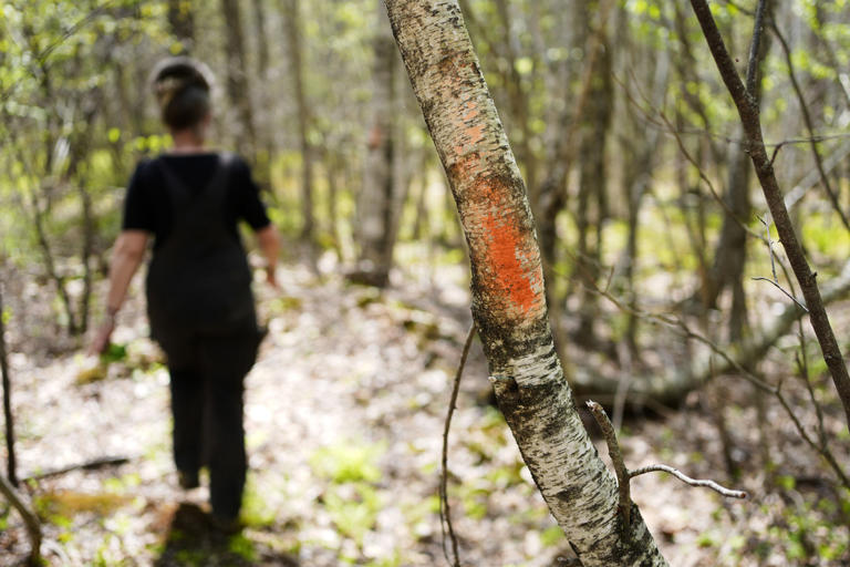 Still finding trouble in the woods: 'Blair Witch Project' star at ...