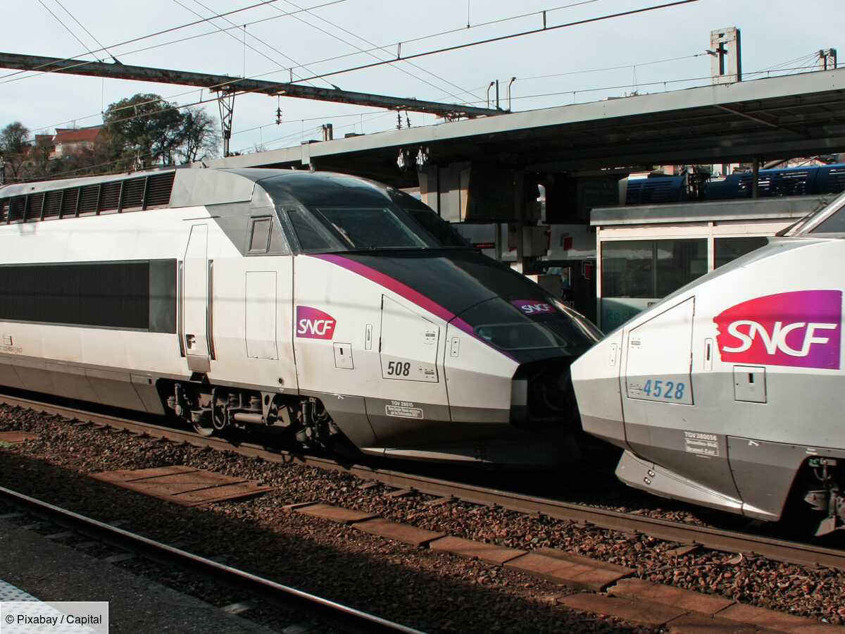 Chat écrasé sur les voies : la SNCF met en place un nouveau protocole ...