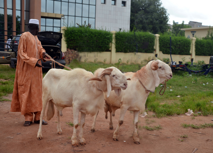 Tabaski 2025 : Le Mali riche en moutons difficiles d’accès