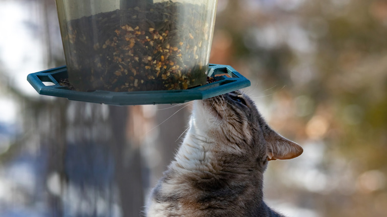 Keep Cats Away From Your Bird Feeders With These Simple Tips