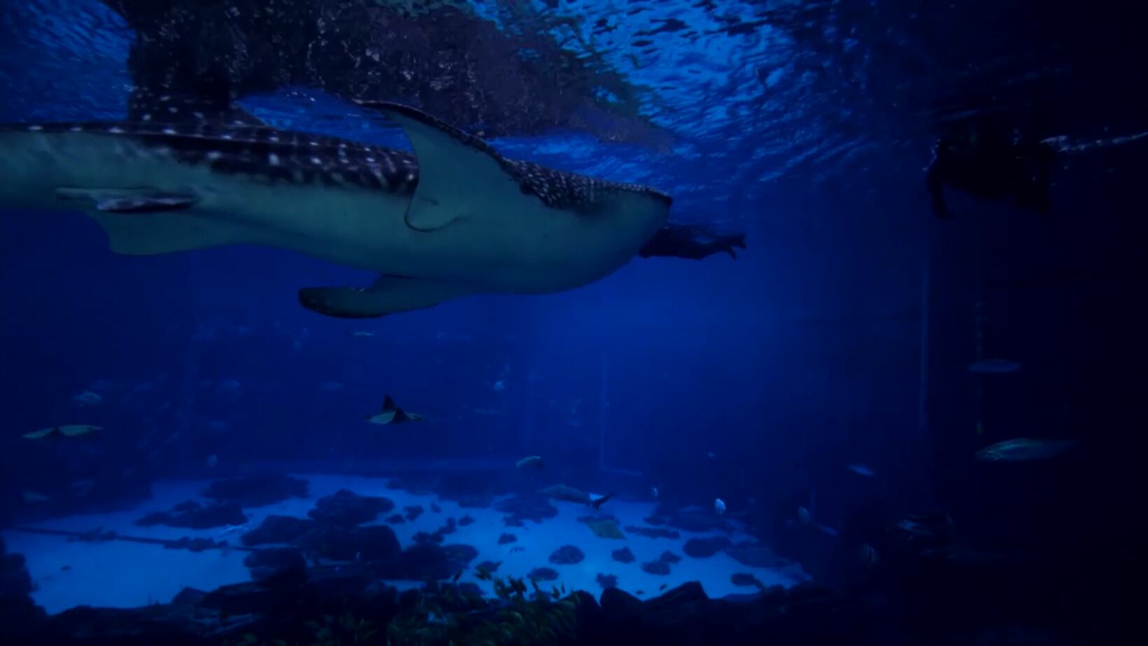 USM researchers ask for public’s help in tracking whale sharks